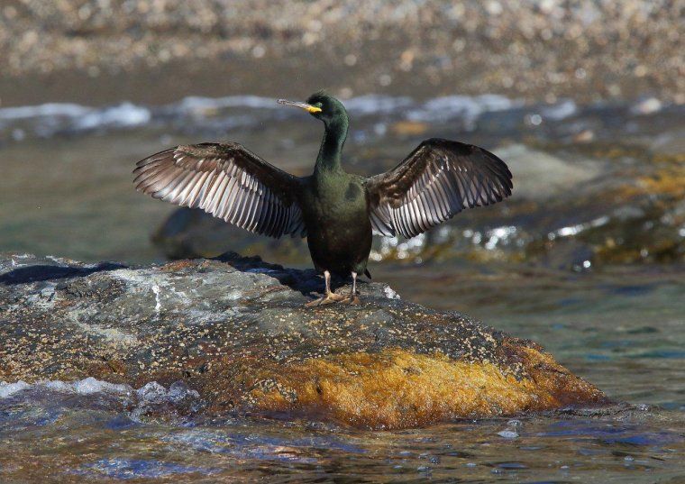 Corb marí emplomallat adult aturat a la Llumanera, Cap Norfeu
