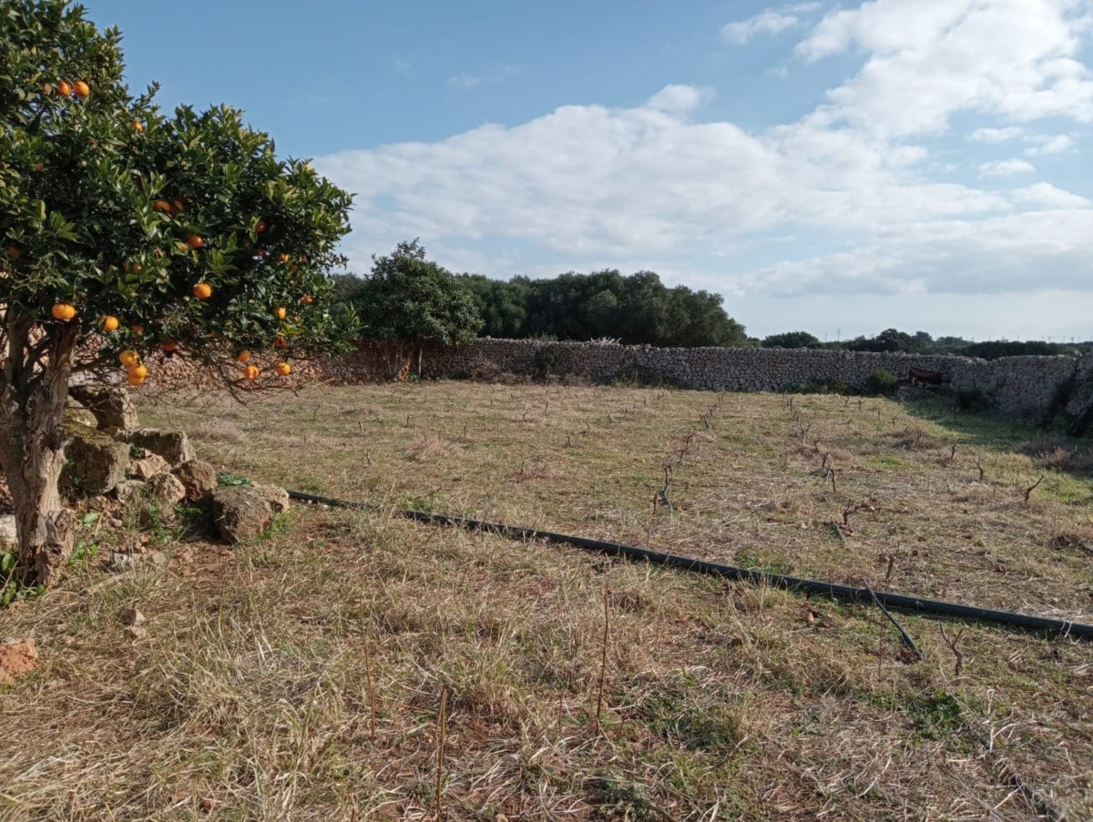 La finca de Can Segó s’incorpora al celler de Son Cremat