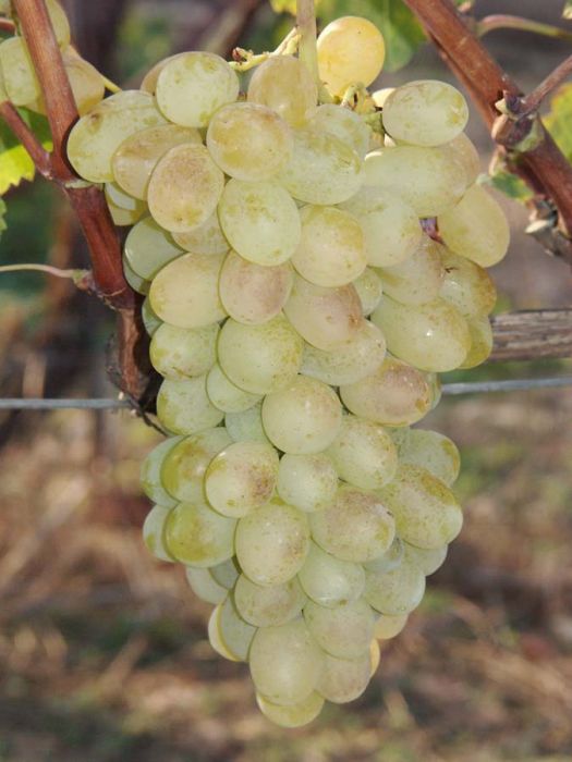 A la recerca del rém* perdut (IV): la mamella de vaca romana a Menorca